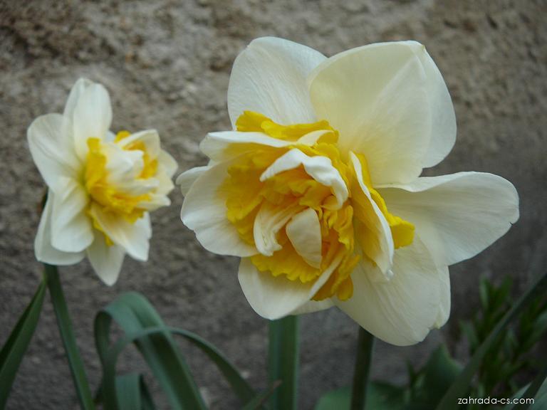Narcis (Narcissus) | Zahrada-cs.com