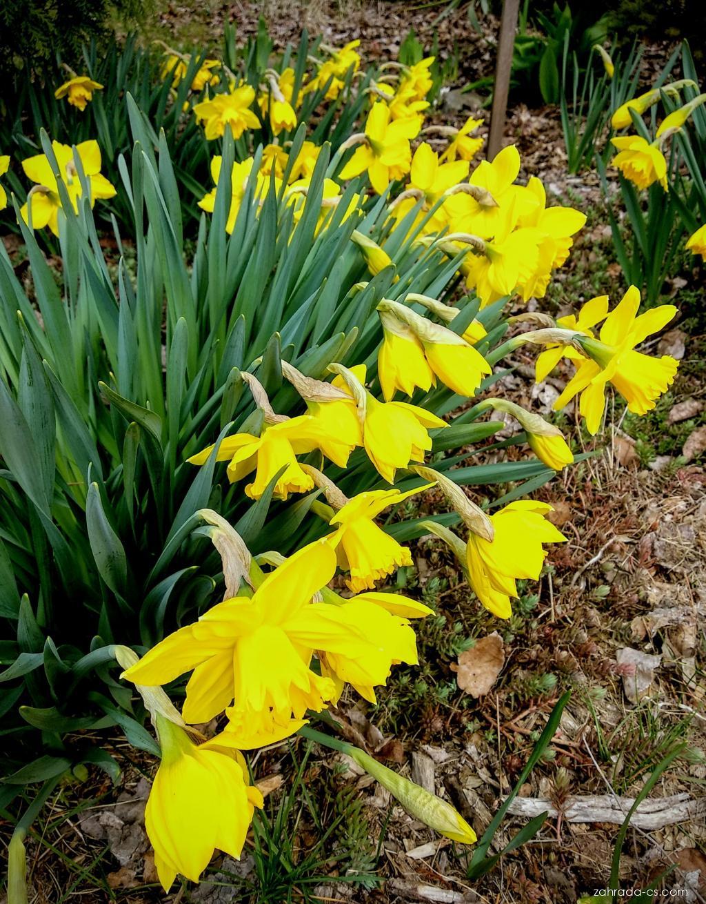 Narcis (Narcissus) | Zahrada-cs.com